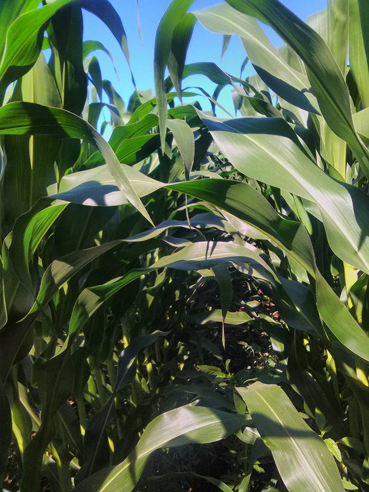 Farm Crawl - Silos and Smokestacks